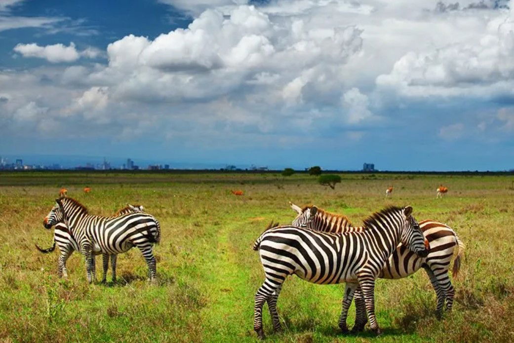 Check Kenya Visa Status | Login to JsdBiz Visa Manager