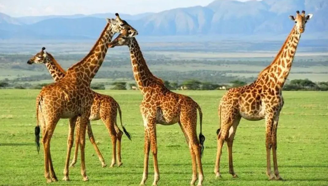 Check Tanzania Visa Status | Login to JsdBiz Visa Manager